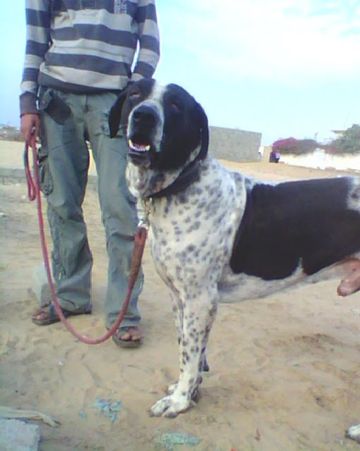 Pakistani Dog photos and Videos: Pakistani fighter Bully Dog