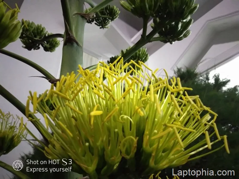 Review Infinix Hot S3 X573: Smartphone Selfie Killer dengan OS Android ...