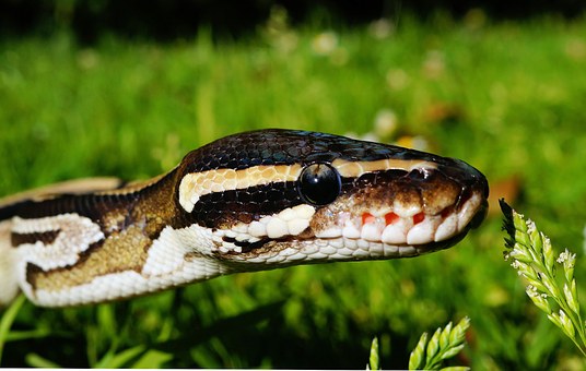 7 Benefits of Eating Meat Snake To Health - Houken