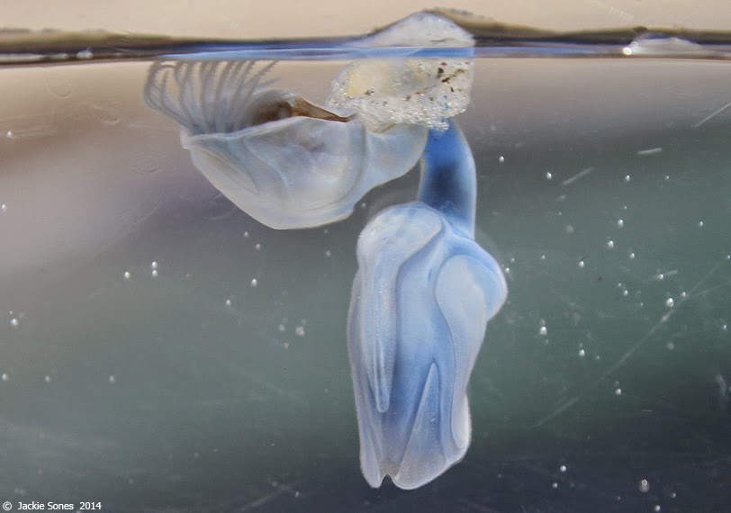 The Natural History of Bodega Head: Blue buoys!