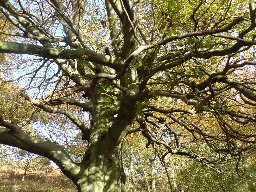 Getting About a Bit - Walking: Roseberry Topping. On the edge of the Moors.