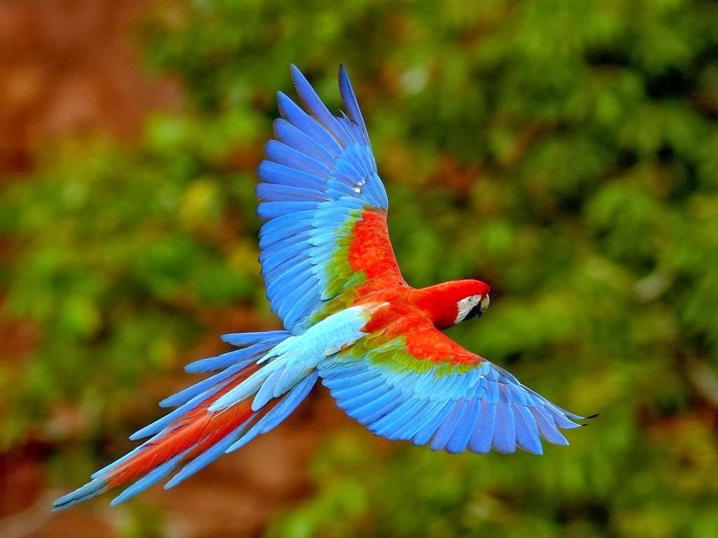 Animales hermosos de Costa Rica