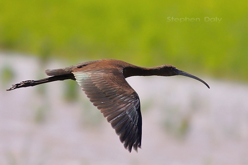 Raptor Movement and La Janda News | Focusing on Wildlife