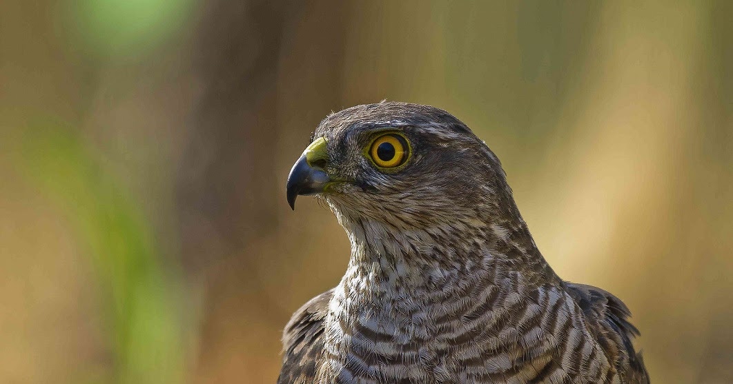 El Gallipato Alcublano: El Gavilán (Accipiter nisus) Aves de nuestro ...