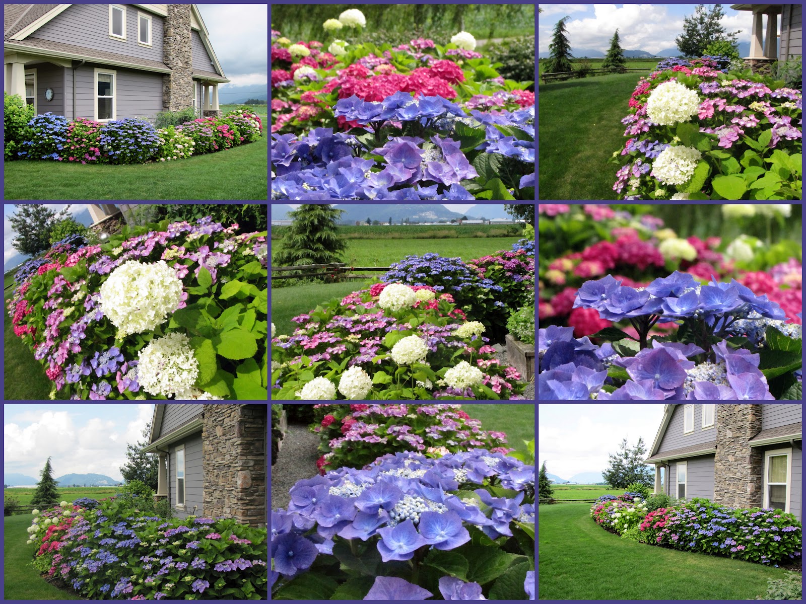 My Front Porch: hedged about with hydrangeas...