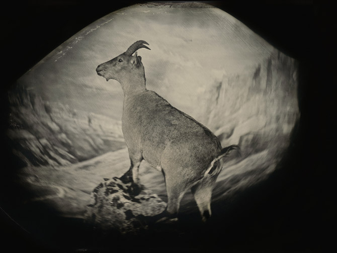 The Green Eye : BUCARDO (Capra pyrenaica pyrenaica) έχει πια εξαφανιστεί