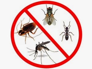 Fermierul roman: Plante care alunga insectele vara