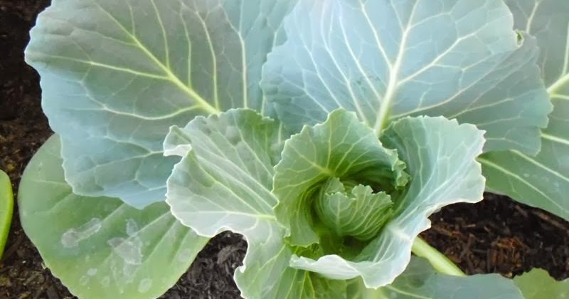 Early Golden Acre Cabbage | Greens and Machines
