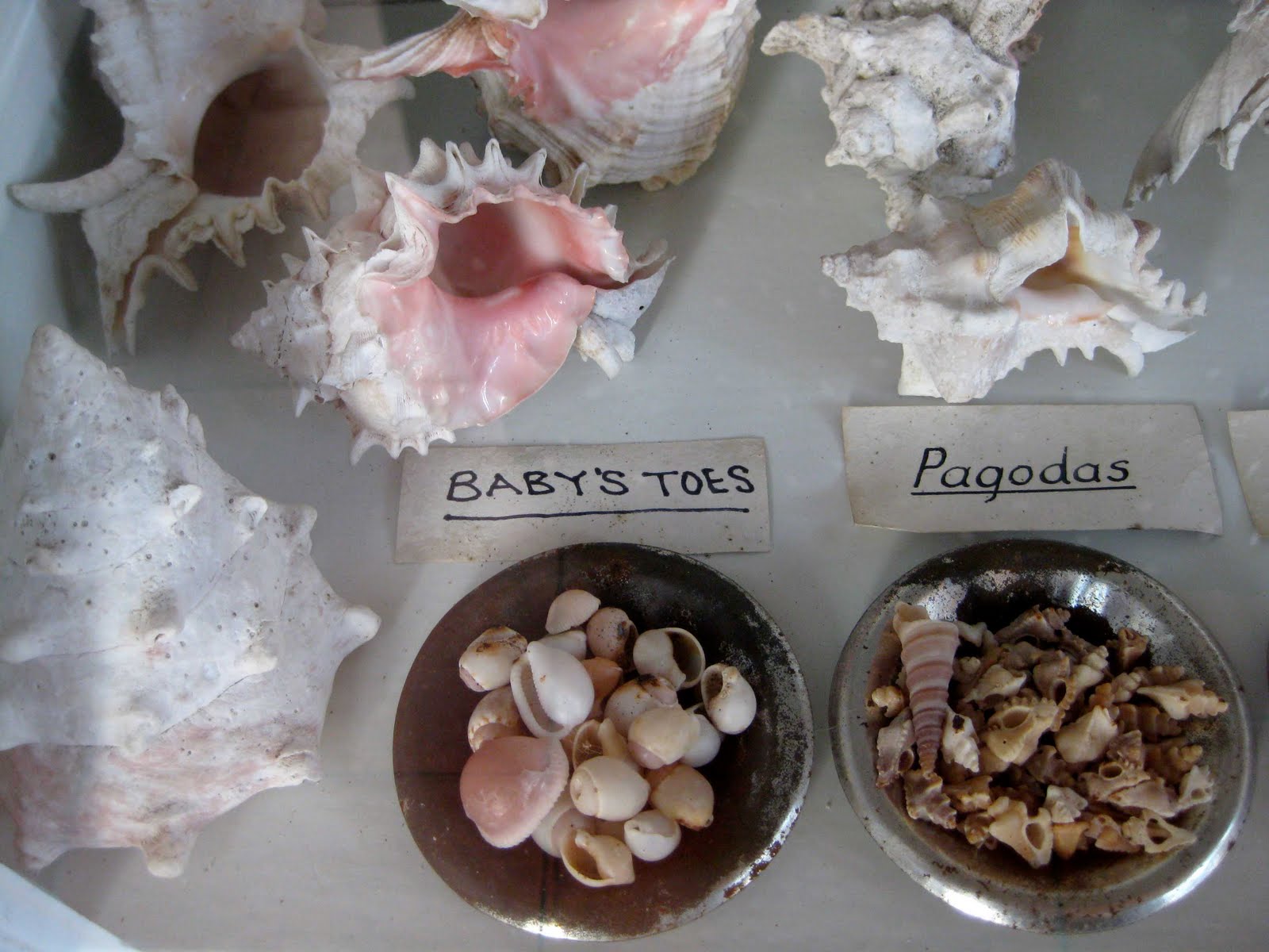 Thread and Thrift: Glandford Shell Museum