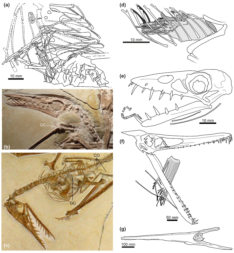 Mark P. Witton's Blog: New paper: pterosaur palaeoecology, as told by ...