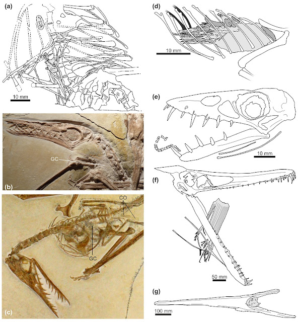 Mark P. Witton's Blog: New paper: pterosaur palaeoecology, as told by ...