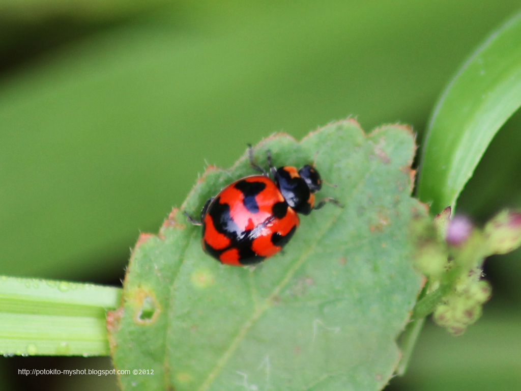 ladybug (Menochilus sexmaculatus )