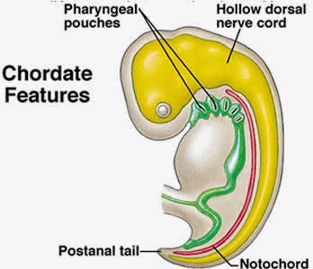Biologia do 2º Ano: Cordados