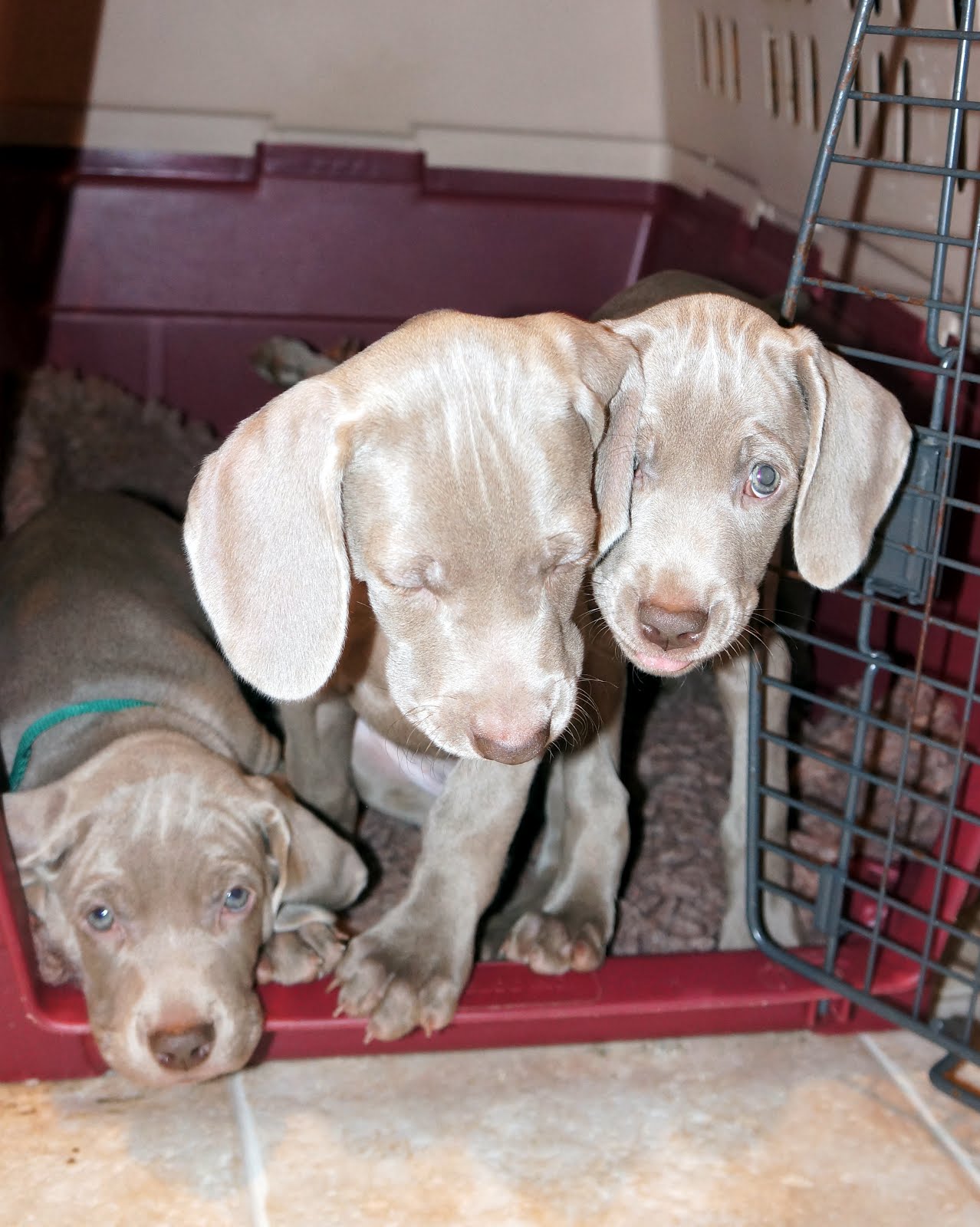 RoseWin Weimaraners: ROSEWIN PUPPY PACK 8 weeks old from CERVELO / LILY LITTER Jan 2012