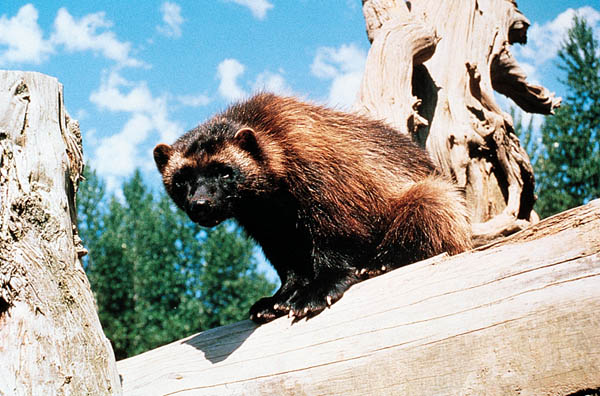 Mudar o Mundo: Animal do mês: Carcaju!