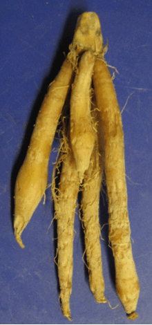 Herbs and Spices: Fingerroot