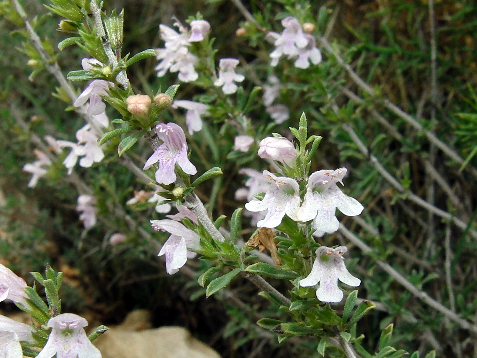 VILLENATURA: Satureja sp