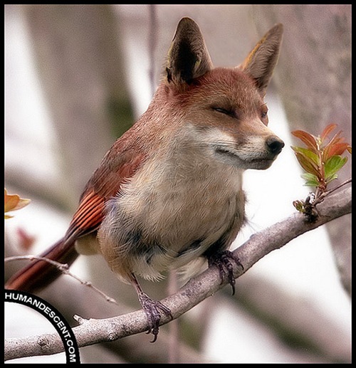 Huckullen: Morphing creatures