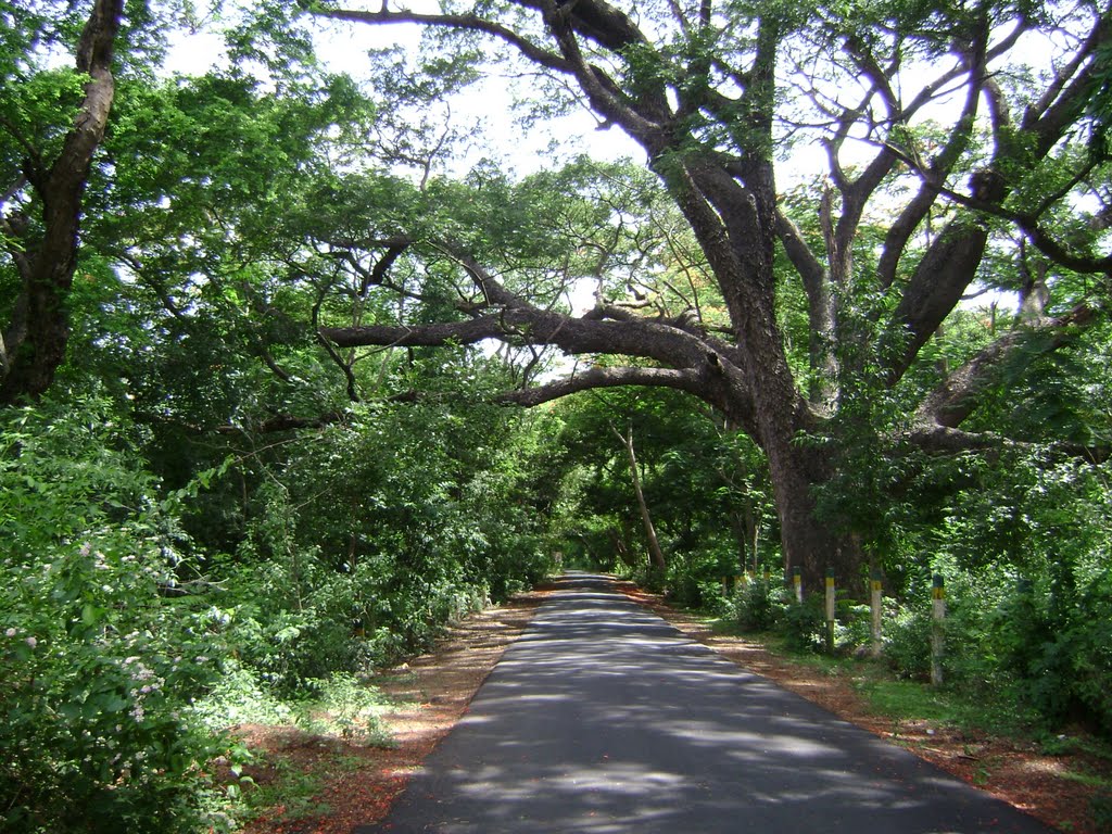 Tamilnadu Tourism: Amirthi Forest & Zoological Park, Vellore