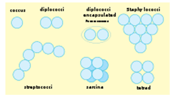 Franciscan University BIO 217 Microbiology Lab