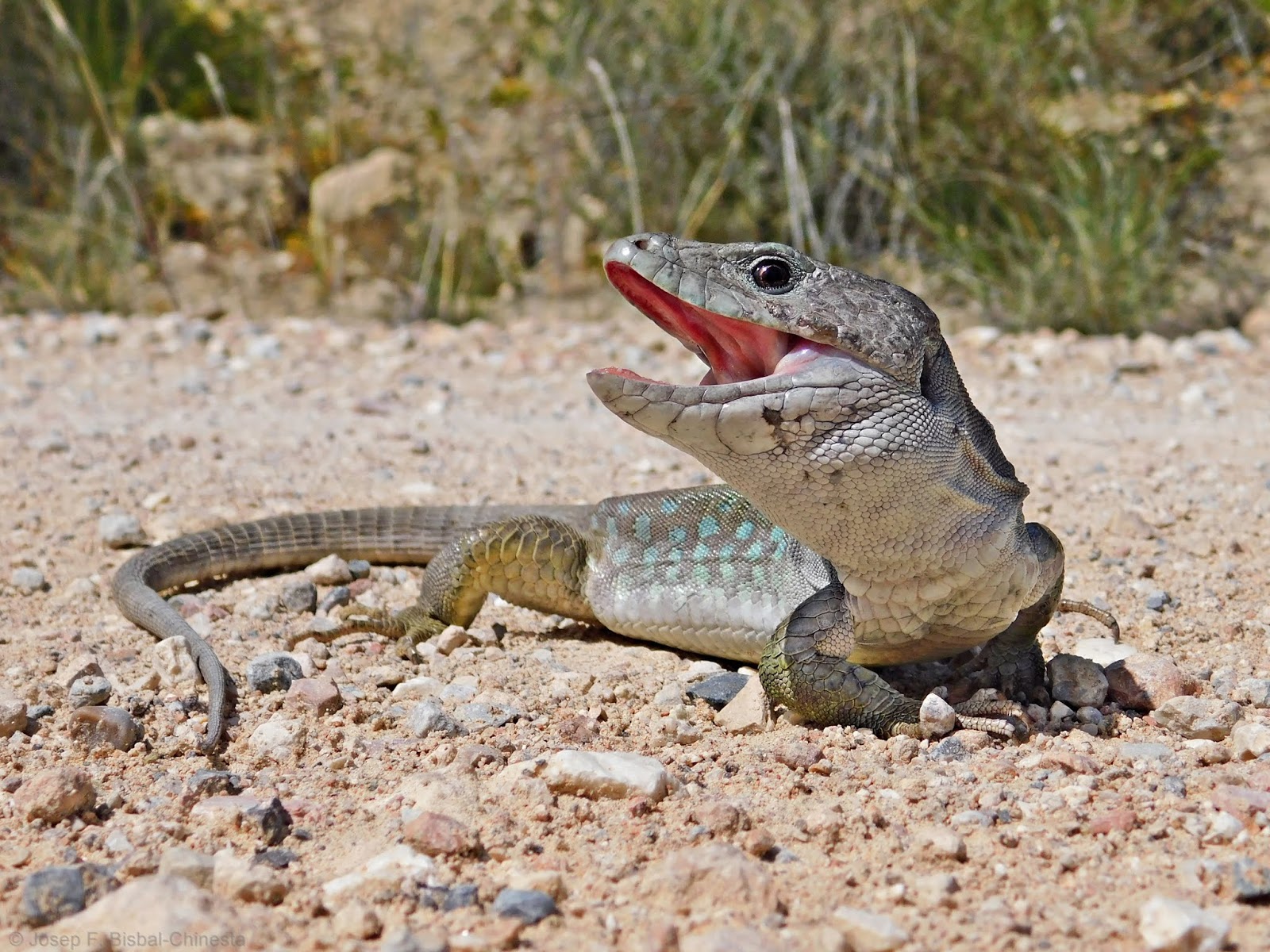 Sargantanes i Dragons: Timon nevadensis - Fardatxo bètic