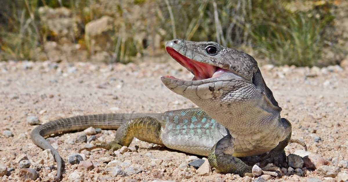 Sargantanes i Dragons: Timon nevadensis - Fardatxo bètic