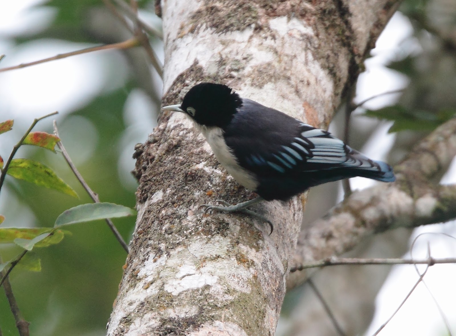 Mike is the name Birding is the game ( Birding in Malaysia - Malaysian ...