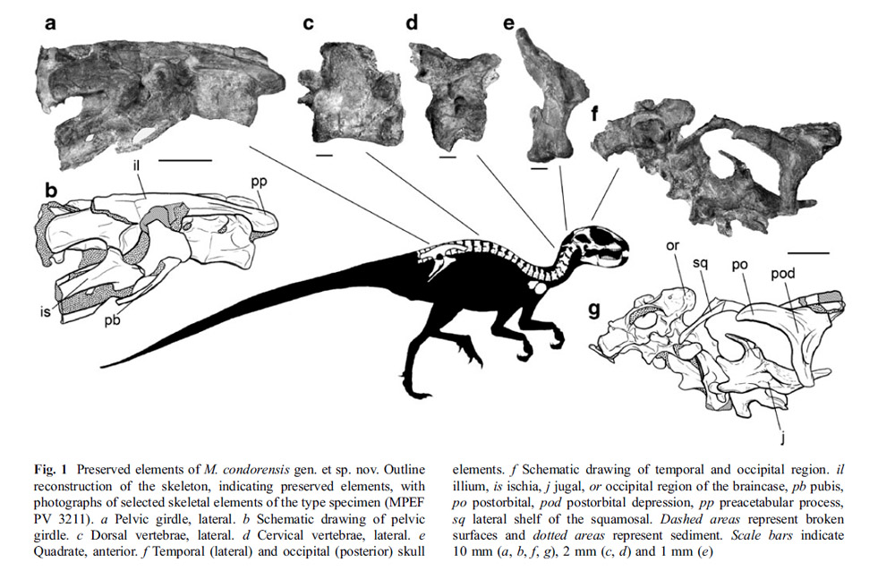 Species New to Science: [Paleontology • 2011] Manidens condorensis • A ...