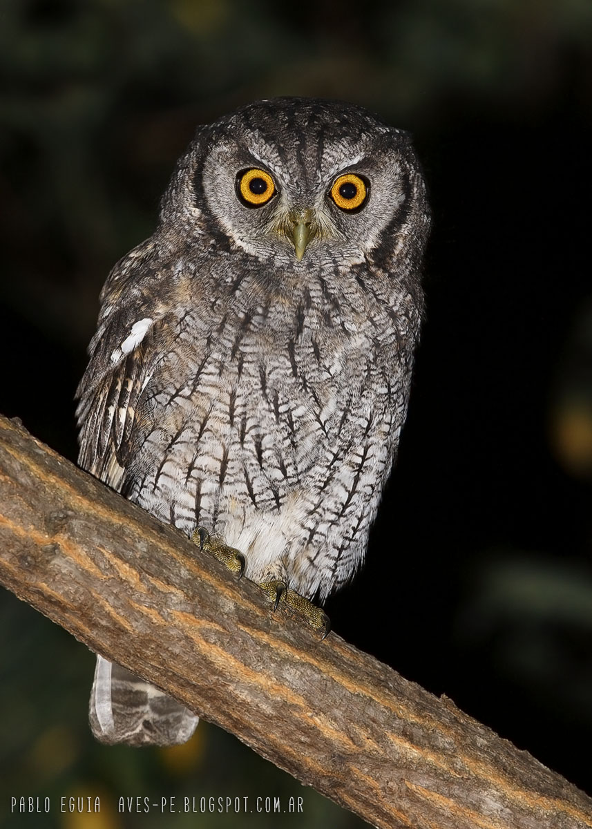 mis fotos de aves: Megascops choliba Alilicucú Común Tropical Screech-owl