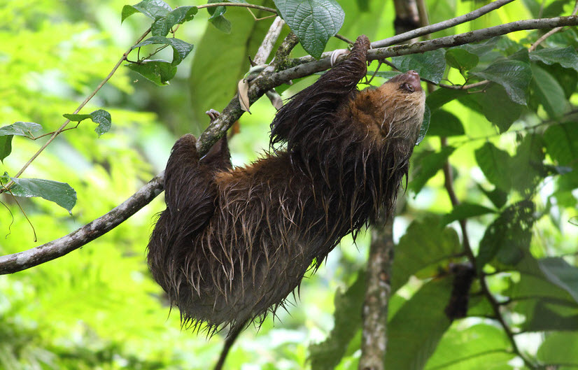 Two Toed Sloth | The Life of Animals