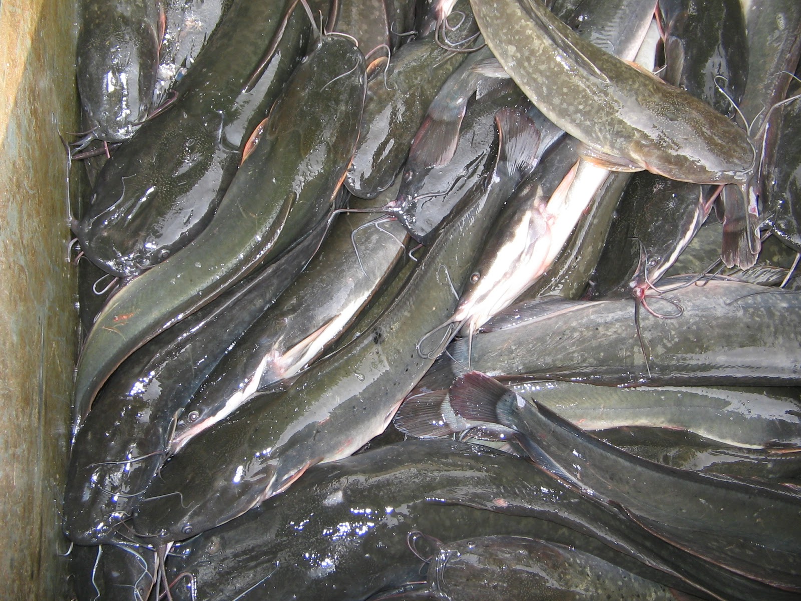 KHASIAT IKAN KELI YANG BAIK UNTUK MANUSIA - Indonesia Merdeka