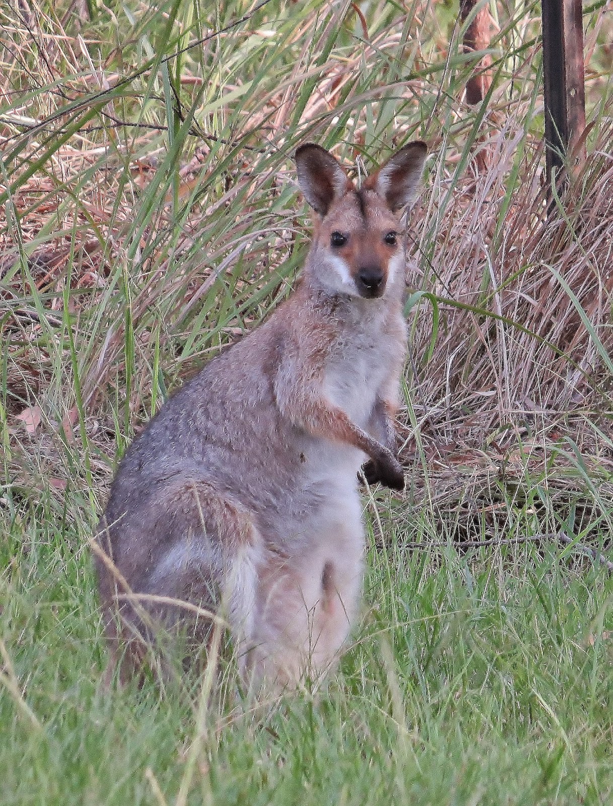 March Wildlife Report