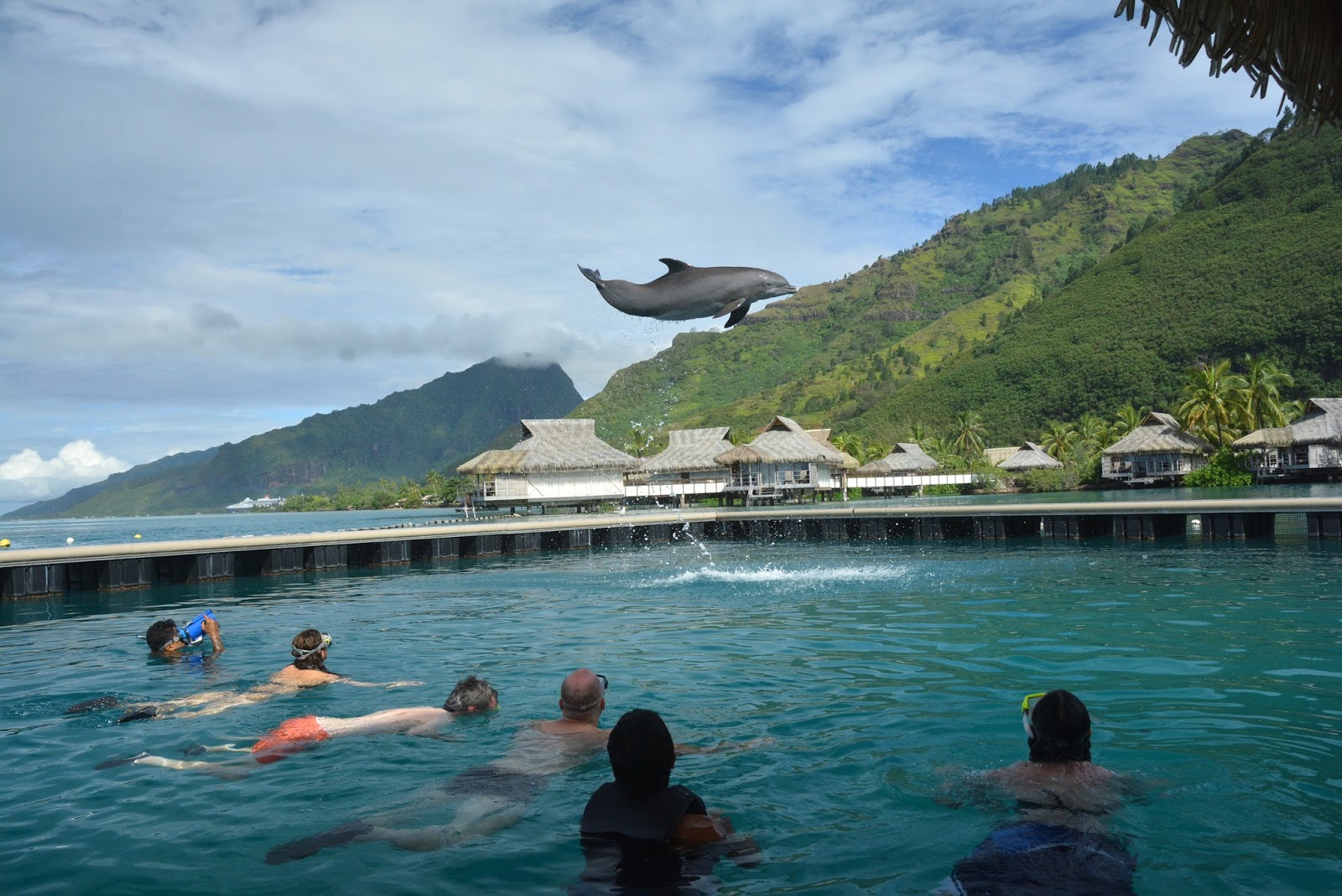 Blog de l'expatriation de Esther et Anthony à Moorea: Moorea Dolphin Center