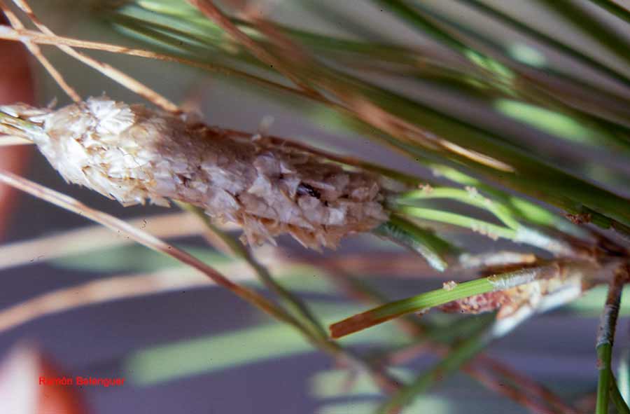 BICHOS Y MAS VLC: febrero 2016