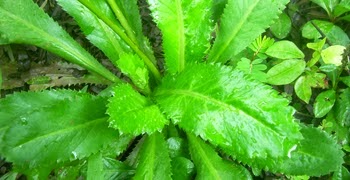 El Pijuayo: Sacha culantro