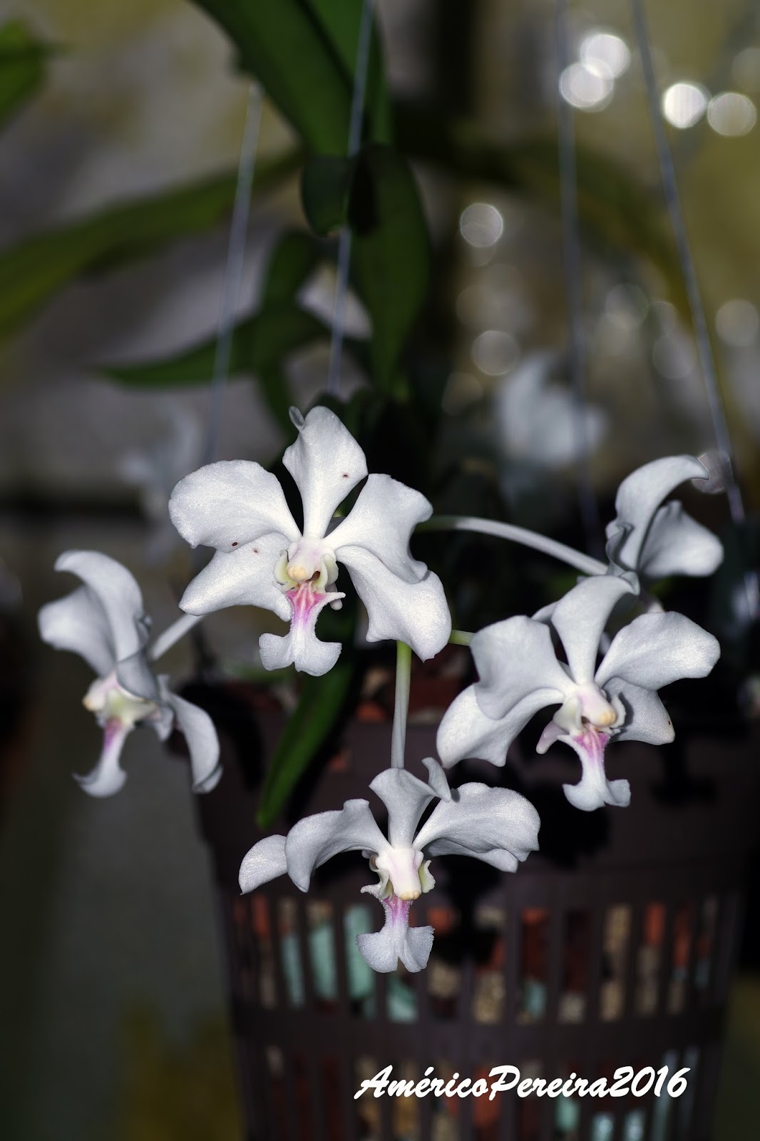 Orquídeas soltas: Vanda javierae