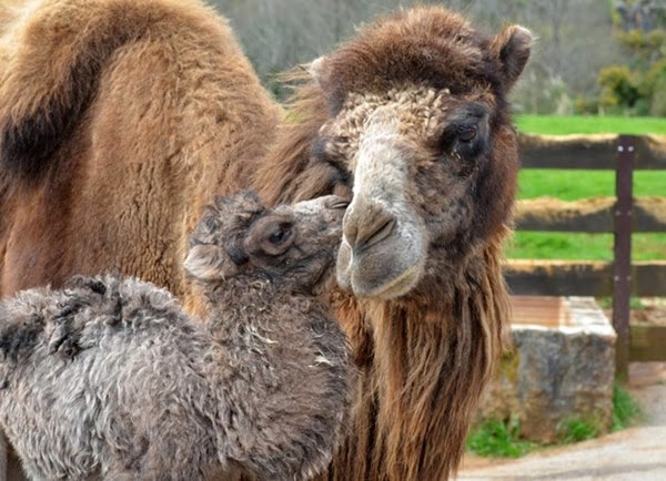 La Chachipedia: Camellos y dromedarios