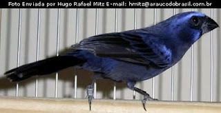 mundo das aves: Azulão