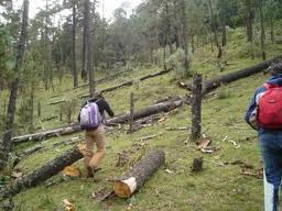 Causas y consecuencias de la tala inmoderada de árboles : CAUSAS Y ...