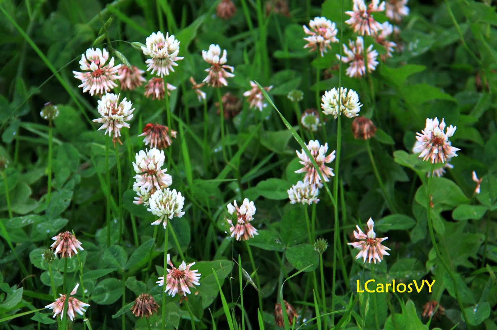 Plantas silvestres de Asturias: Trébol blanco, trébol rastrero ...