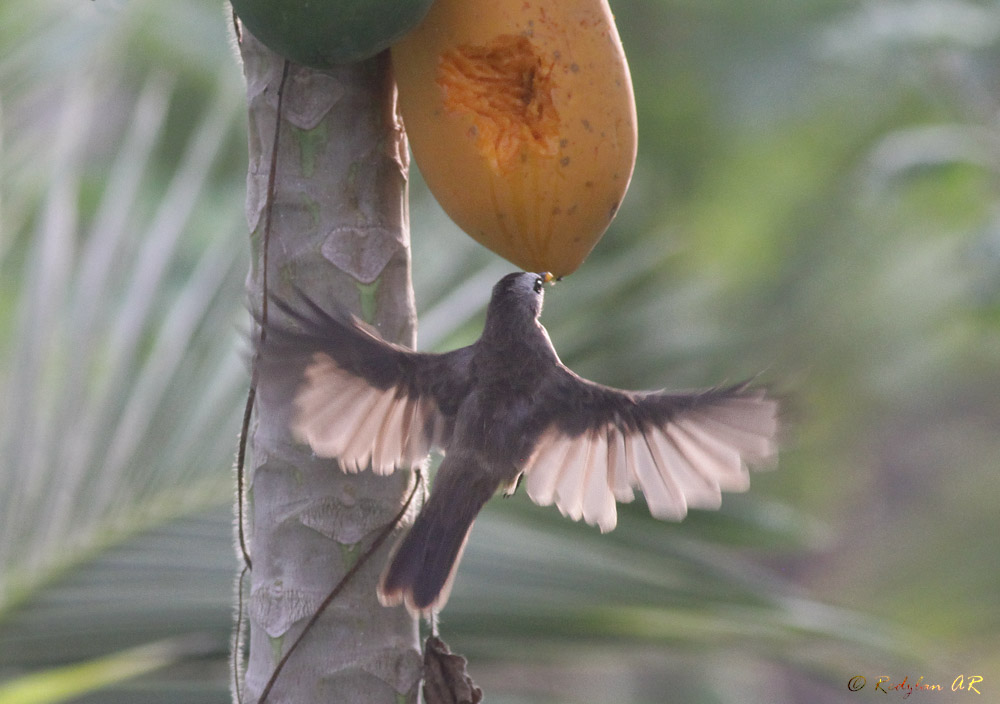 Birds and Nature Photography @ Raub: Merbah Kapur dan Buah Betik