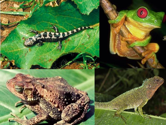 Cuidando da Natureza: Anfíbios