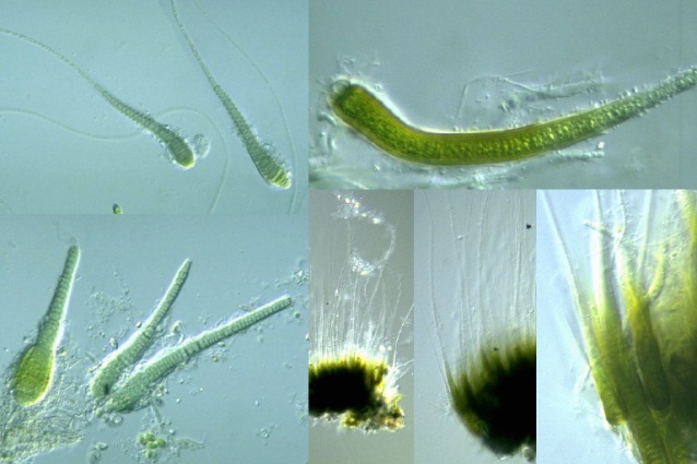 Cyanophyceae (Alga Hijau- Biru) ( Ordo Hormogonales): “ Cyanophyceae ...