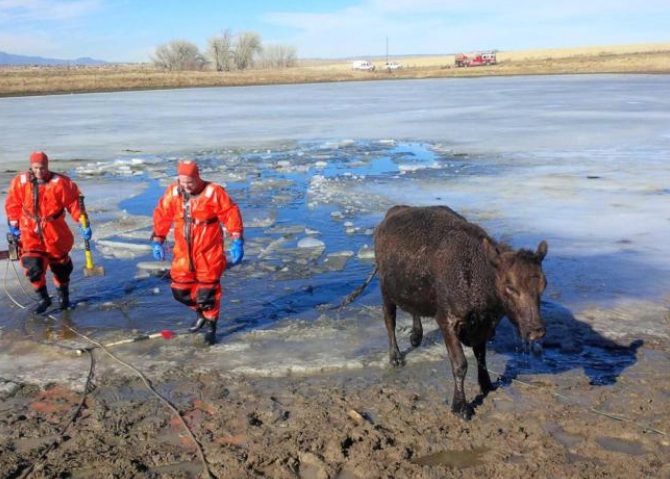 Today with J P Ronan: Cows on ice