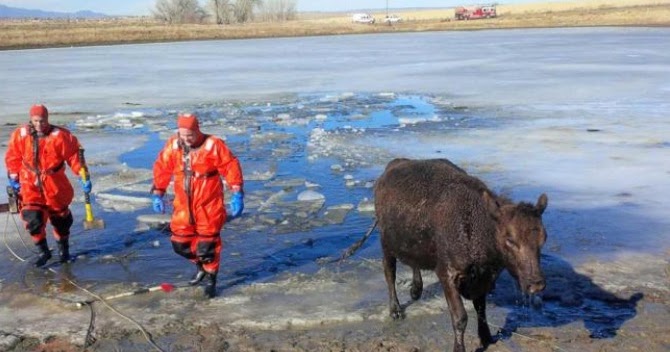 Today with J P Ronan: Cows on ice