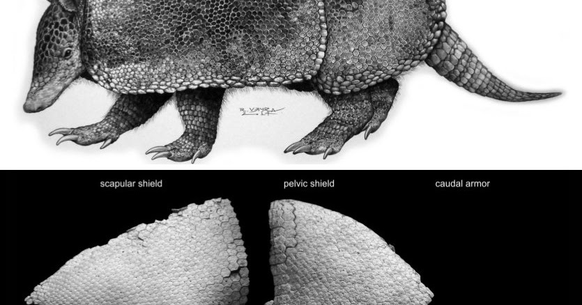 Species New to Science: [PaleoMammalogy • 2018] Neoglyptatelus ...