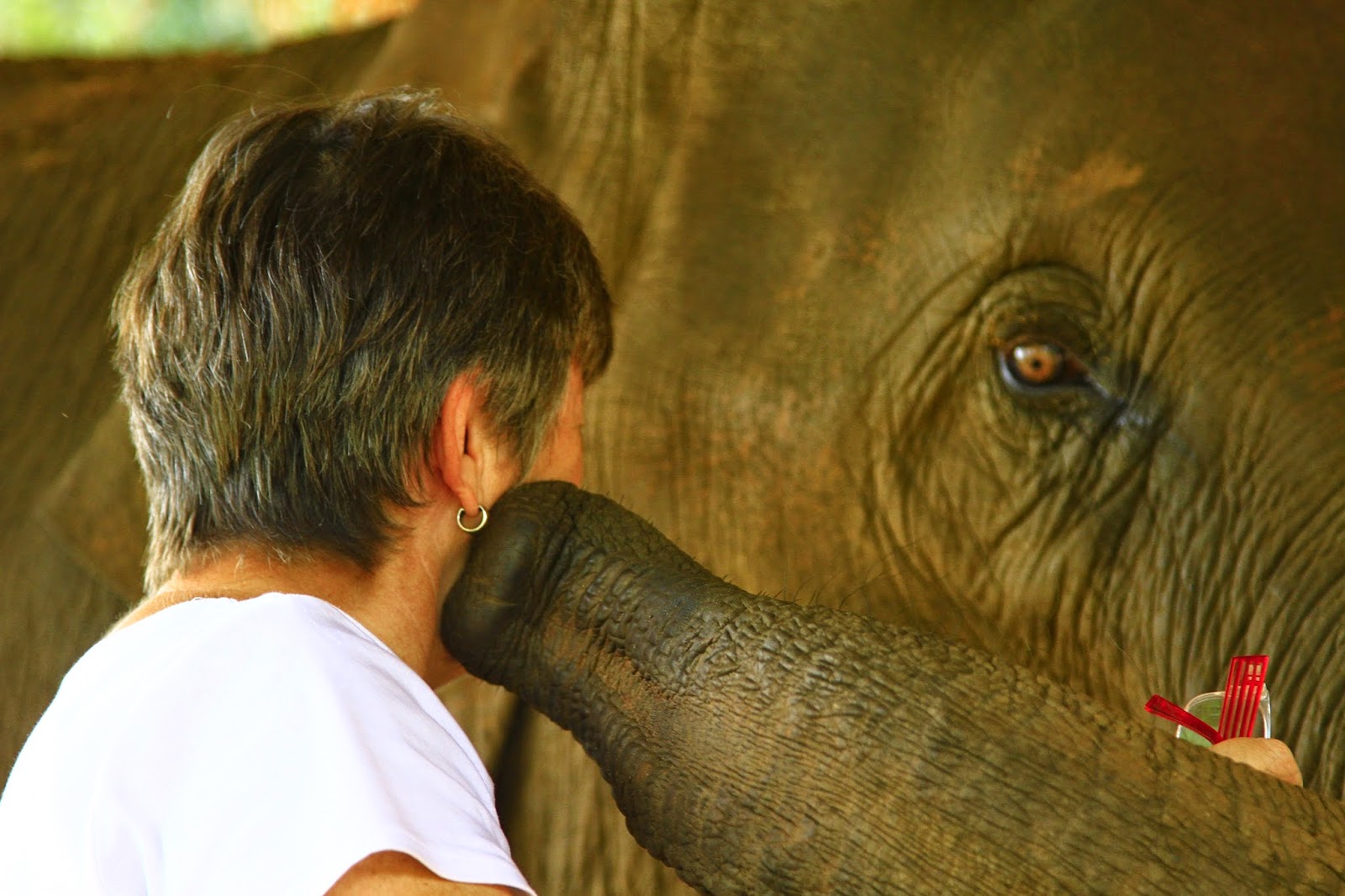 Chiangmai : INCURSION EN PACHYDERMIE...