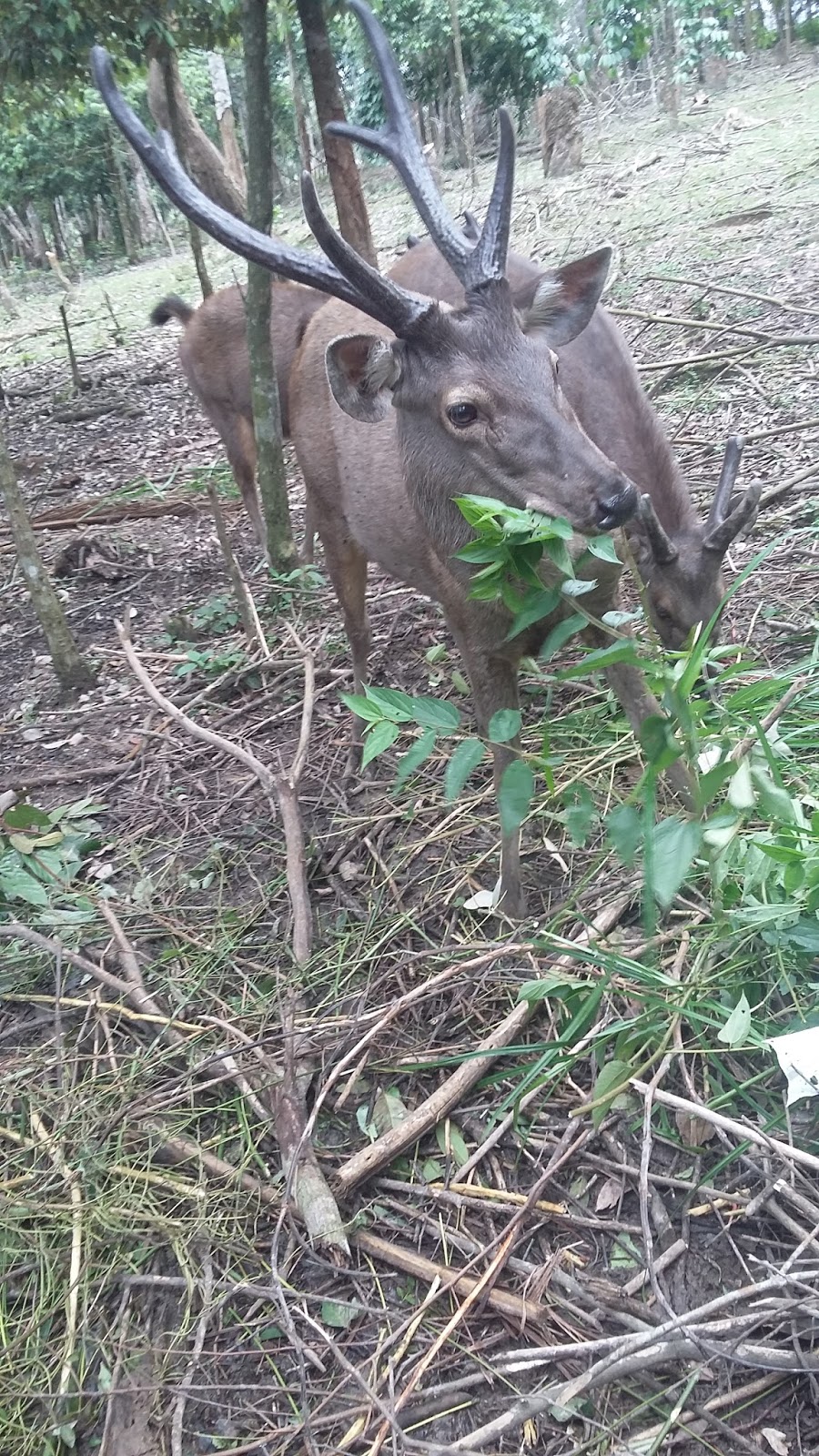 Tugas kuliah: LAPORAN PRAKTIKUM ANALISIS DAN EVALUASI HABITAT RUSA DI ...