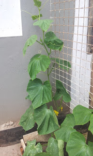 MITIKI -KILIMO KWANZA: KILIMO BORA CHA MATANGO - KWENYE VYOMBO