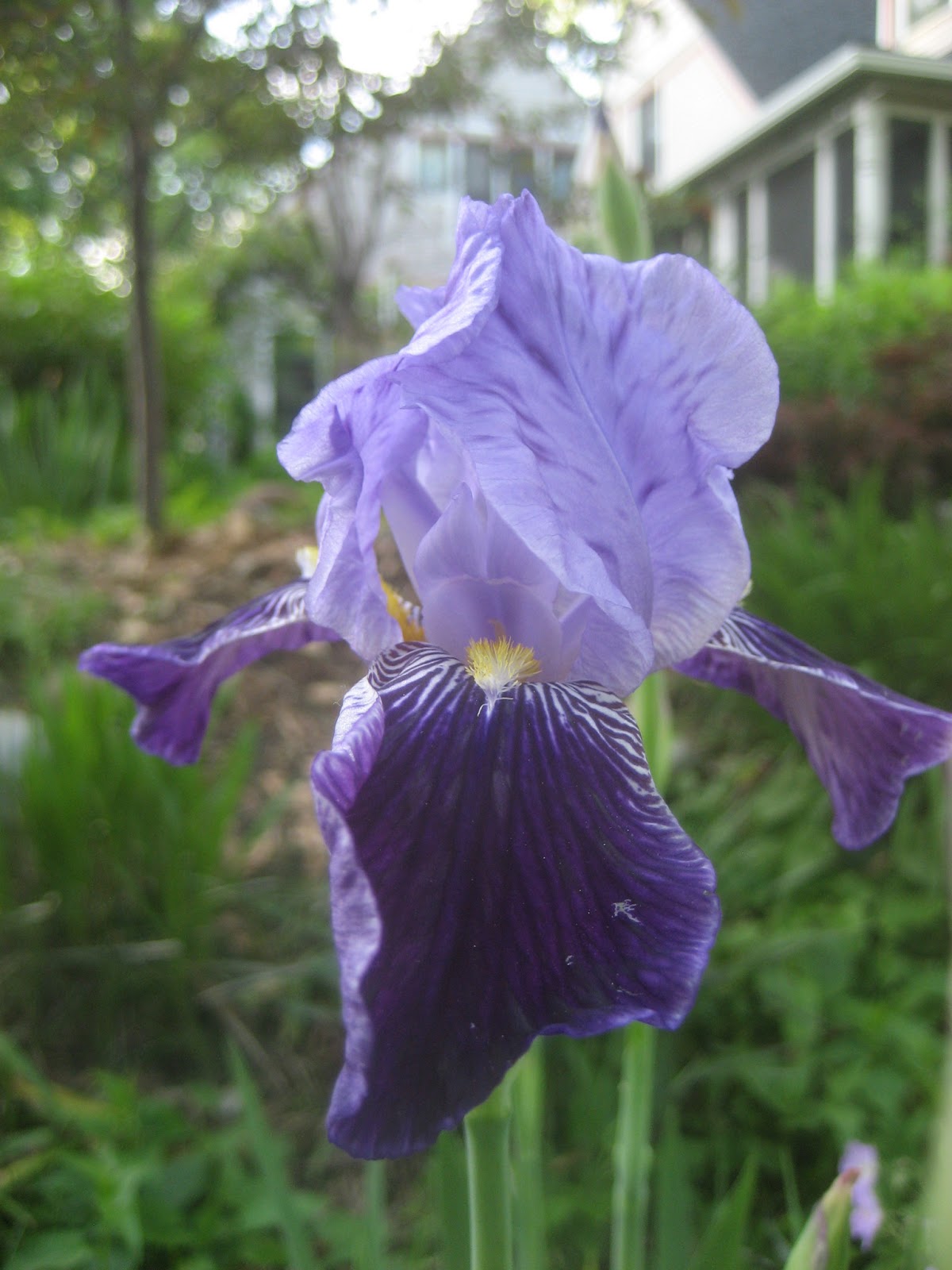 Chuck Does Art: Identifying bulbs growing in early spring by shoots